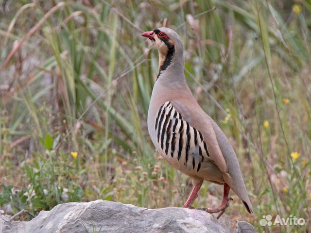 Кеклик - каменная куропатка