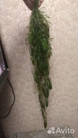 Роголистник