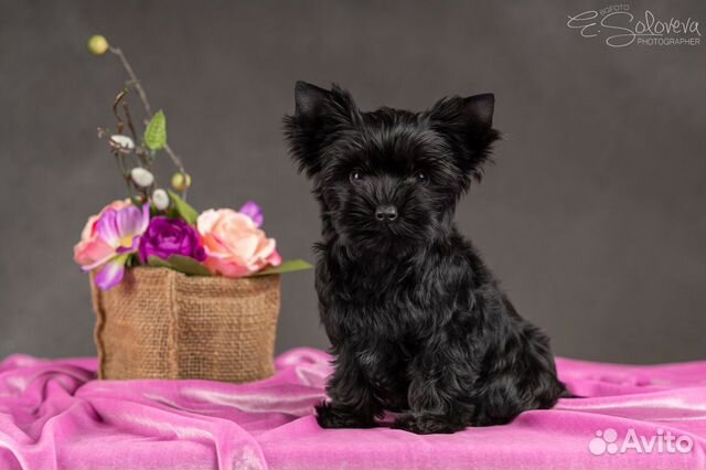 Черная мини девочка йоркширский терьер