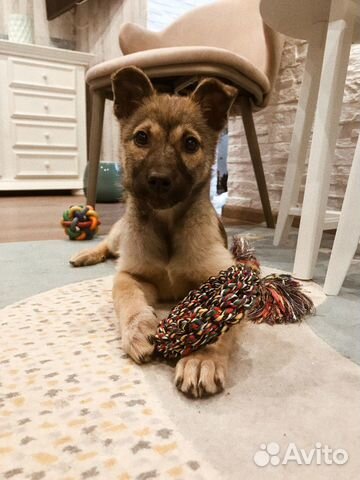 Бусинка ищет дом