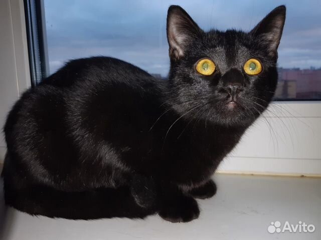 Котенок Пантера