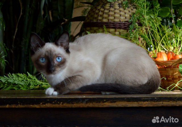 Котик сноу-шу в добрые руки