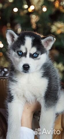 Сибирский Хаски