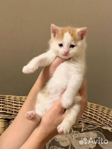Отдам котёнка в самые добрые руки мальчик