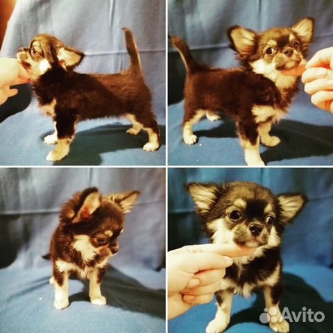 Длинношёрстная девочка чих