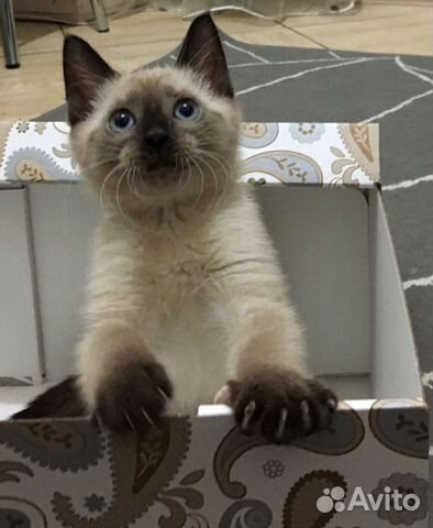 Сиамский котенок 2,5 мес