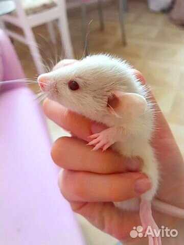 Краса, совсем маленький+клетка