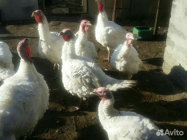 Продаю индюков