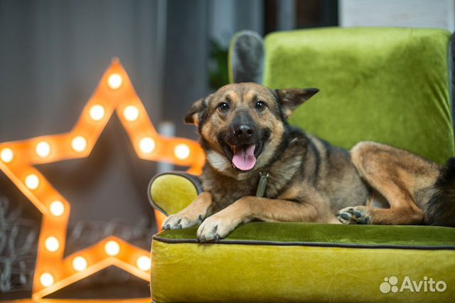 Малыш Майкл ищет дом