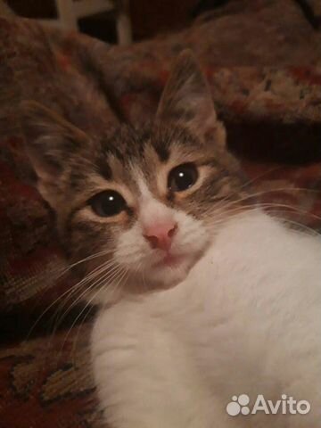 Чудо-котёнок Микки, 2.5 месяца