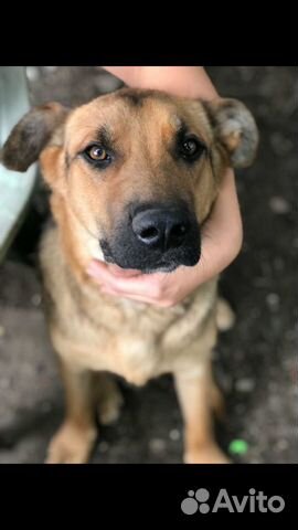 В надёжные и любящие руки