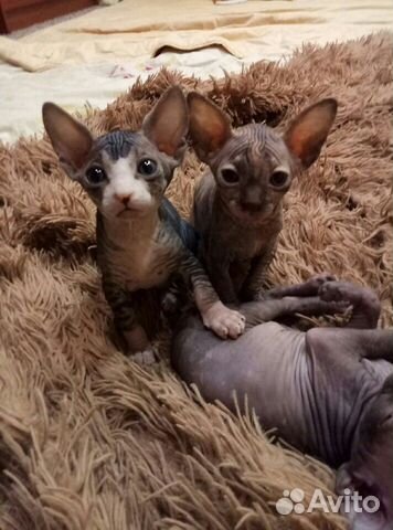 Котята канадского сфинкса