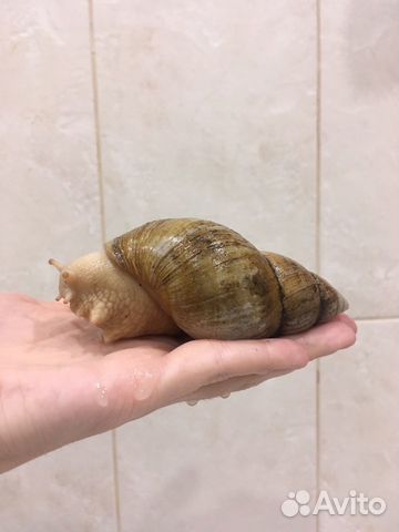 Улитка с коробкой