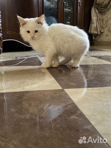 Котятки в добрые руки