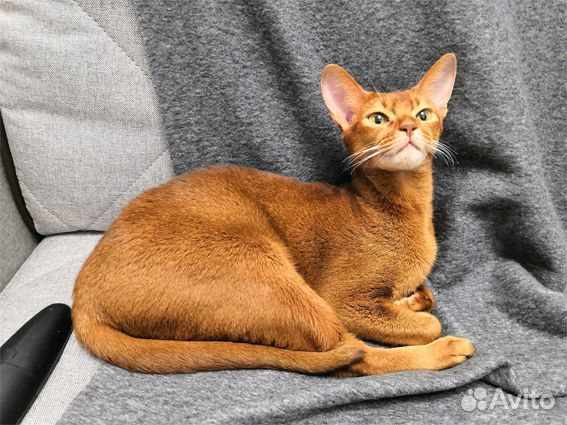 Абиссинская кошечка ищет семью