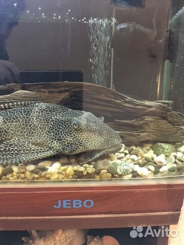 Два Сомика-анцистра