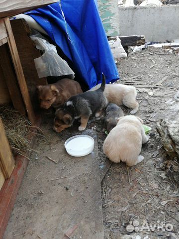 Отдам щенков в добрые руки. Будут крупными, отличн