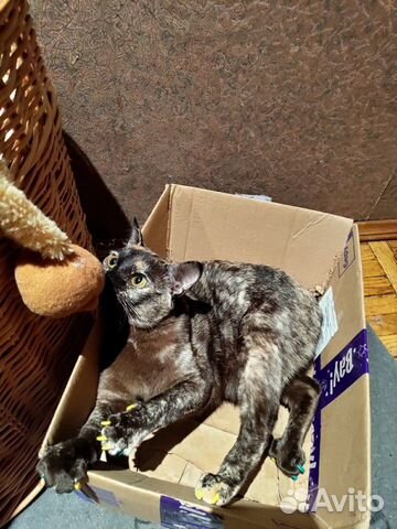 Европейская бурма (кошка)