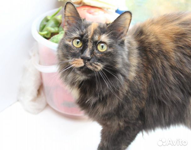 Шикарная кошь (кошка, кошки). Стерилизованная