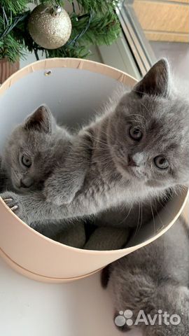 Чистокровные Британцы