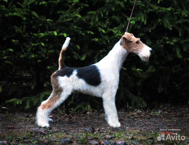 Щенки фокстерьера ищут хозяев