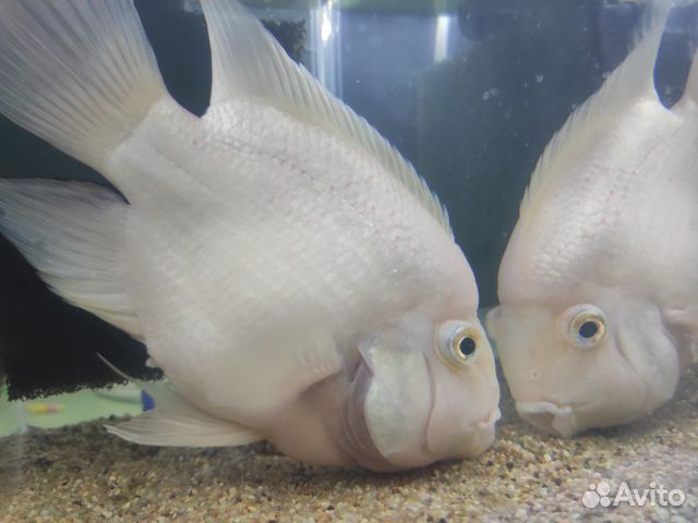 Цихлазома альбинос