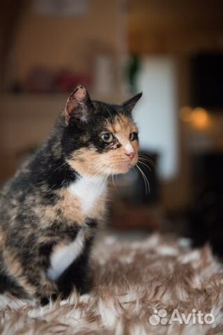 Замечательная кошка в дар