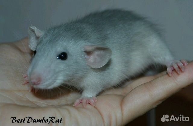 Голубые крысята Дамбо
