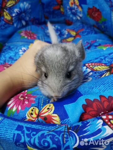 Шиншилленок