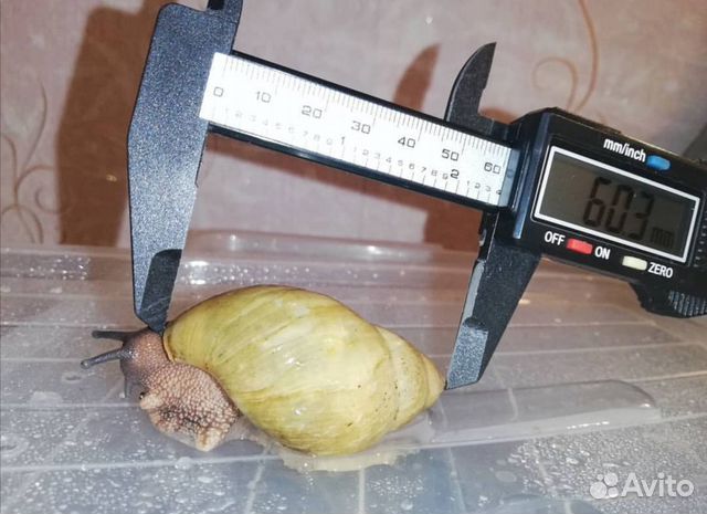 Архахатина улитка папирацея альбино шелл