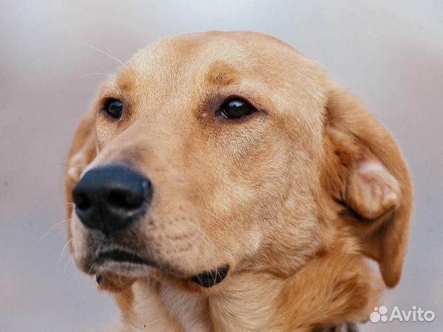 Собака в дар в добрые руки метиска гончей