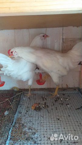 Петух амерауканы и мараны черно-медный и голуб