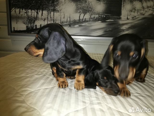 Щенки таксы