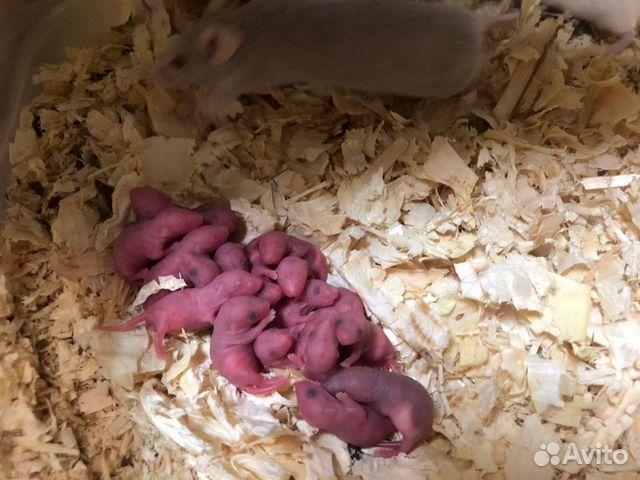 Крысы, Мастомисы