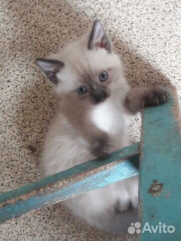 Котята