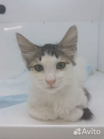 Котёнок Жоржик 4,5 мес
