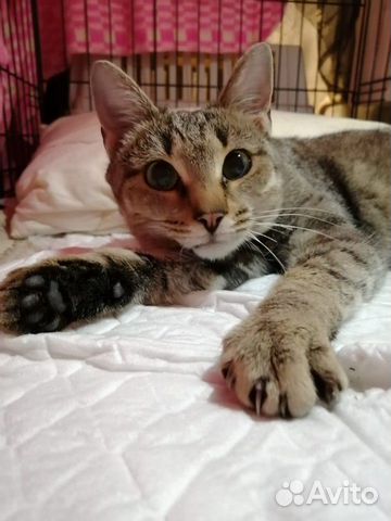 Ласковая киска ищет дом