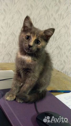 Удивительная котятка