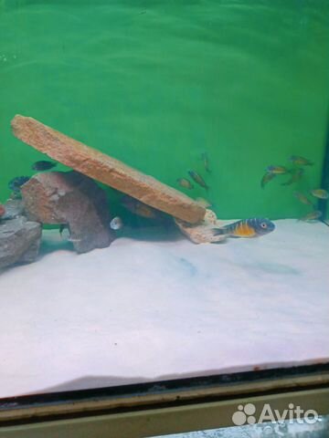 Танганьика,Трофеусы