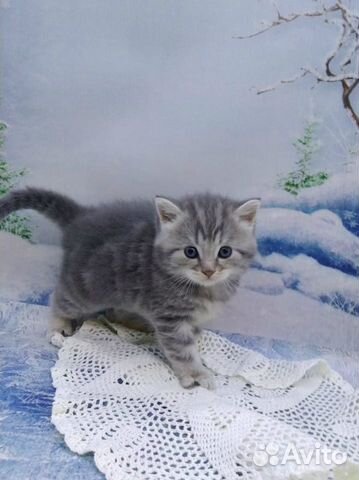 Очаровательные шотландские мальчишки