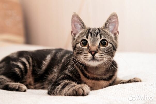 Котенок 3 мес ласковый мраморный