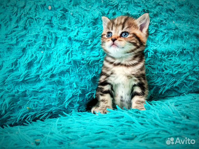 Шотландские котята