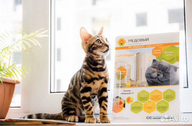 Продам котёнка Бенгал