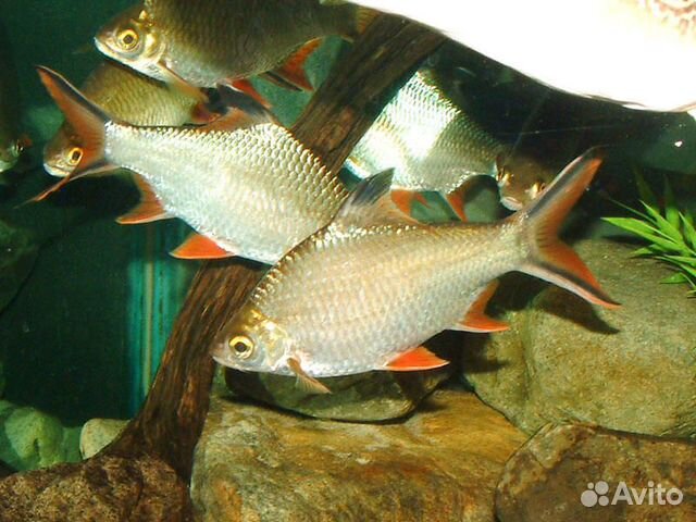 Барбус Лещевидный