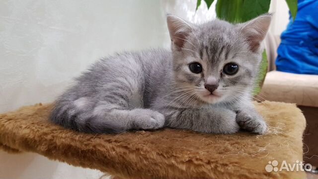 Очаровательный новогодний подарок