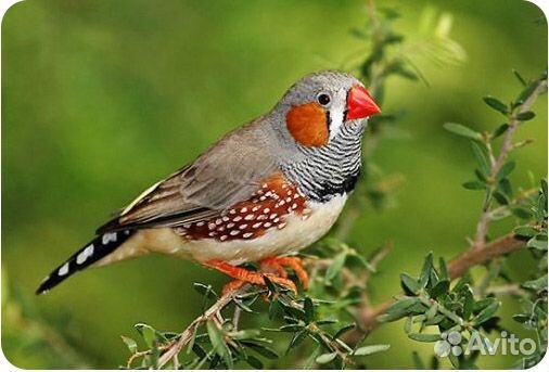 Попугай амадина