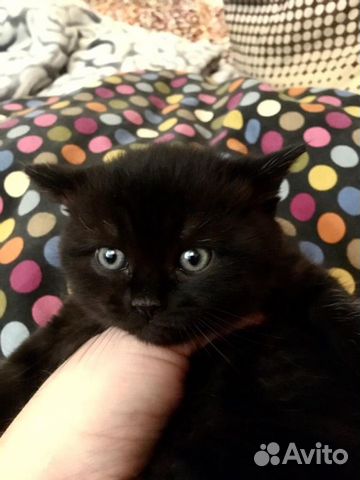 Две красивые кошечки