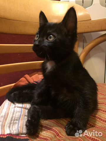 Котёнок от тайской кошки. Мальчик. Очень ласковый