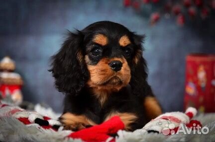 Рубин мальчик кавалер