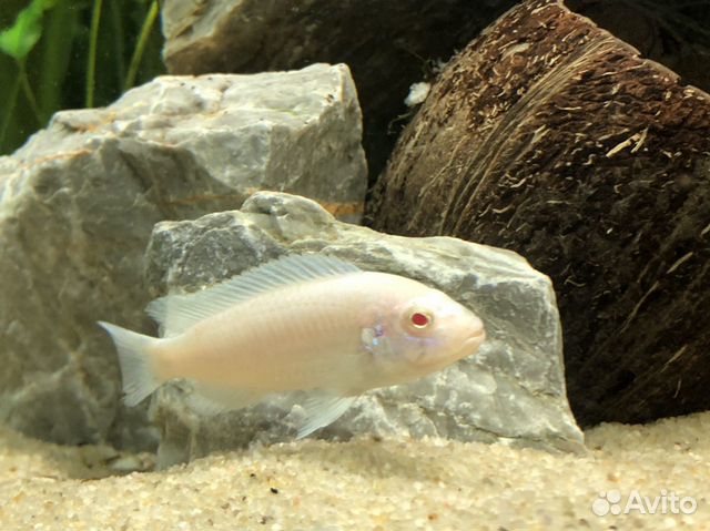 Псевдотрофеус соколова белый принц, снежинка